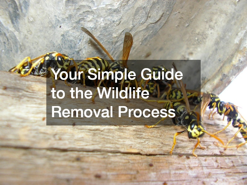 Your Simple Guide to the Wildlife Removal Process - The Risk Protection ...